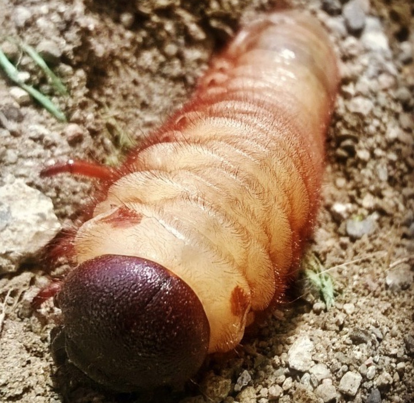 → RECETA《 Receta Gusano Mojojoy o Chiza 》《2025》 ↑↑