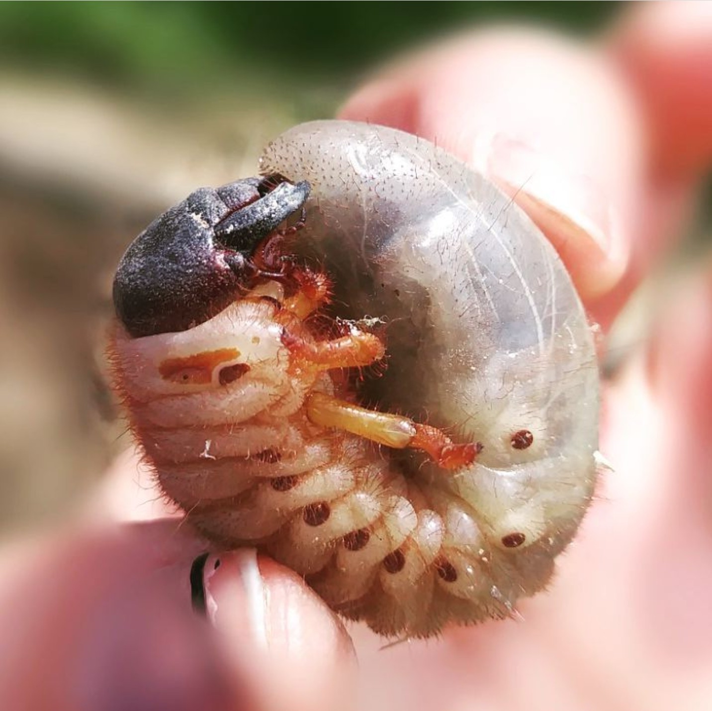 → RECETA《 Receta Gusano Mojojoy o Chiza 》《2025》 ↑↑